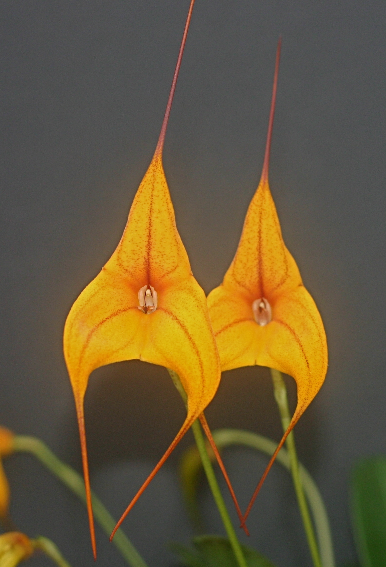 Incoming!! - Orchid Board - Most Complete Orchid Forum on the web