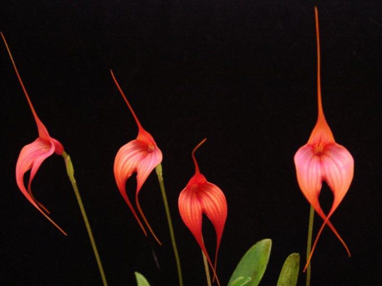 Masdevallia Grand Monarch 'Lehua Red King' HCC/AOS | Lehua Orchids ...