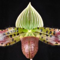 Lehua Orchids | The Slipper Zone