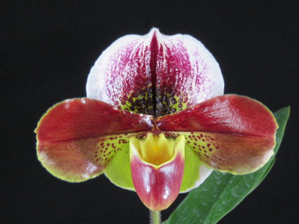 Paphiopedilum Ella Dancing 'Slipper Zone Sky High' HCC/AOS | Lehua ...
