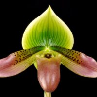 Lehua Orchids | The Slipper Zone