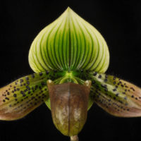 Lehua Orchids | The Slipper Zone