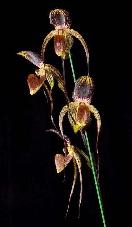 Paphipedilum Hsinying Anita 'Slipper Zone Tall & Dark' AM/AOS | Lehua ...