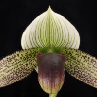 Lehua Orchids | The Slipper Zone