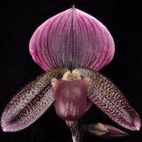 Lehua Orchids | The Slipper Zone