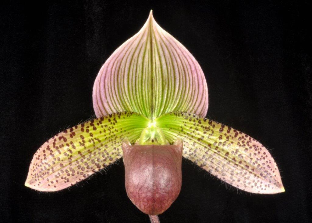 Paphiopedilum Flatteringly Wood 'Slipper Zone Majesty' HCC/AOS | Lehua Orchids | The Slipper Zone