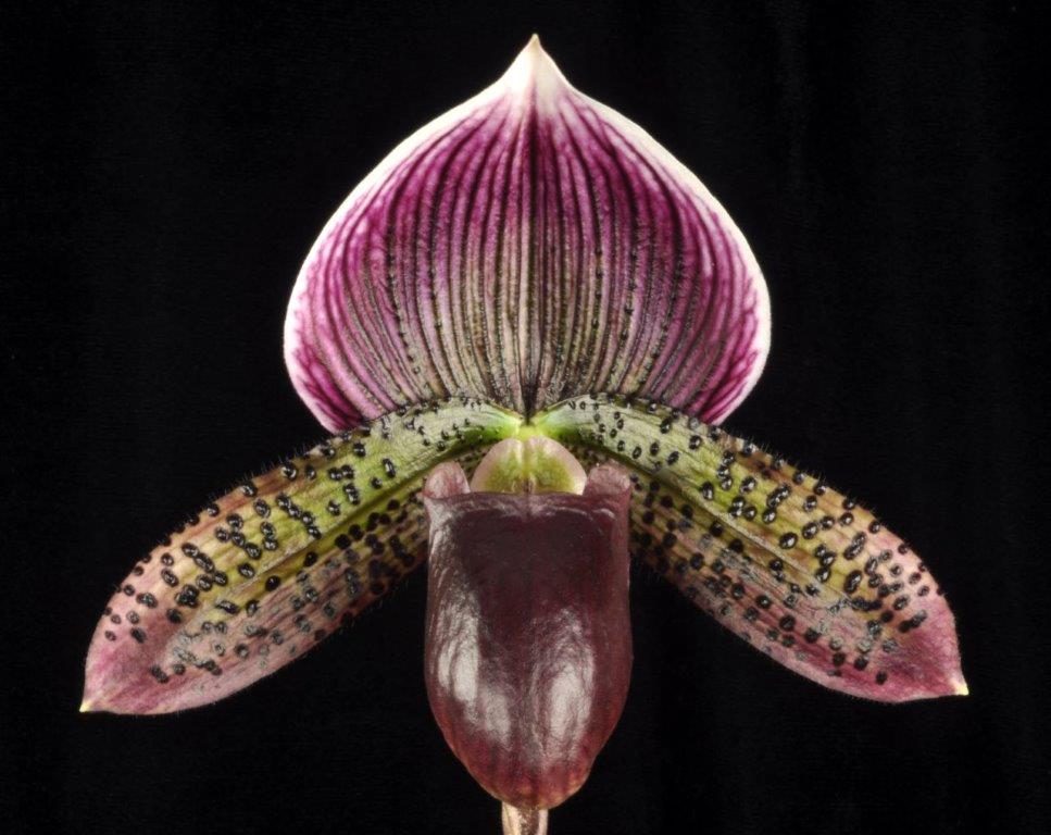 Paphiopedilum Magical Fred 'Slipper Zone Tall Tails' HCC/AOS | Lehua ...