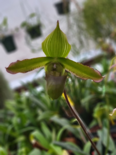 70111 Paphiopedilum javanicum | Lehua Orchids | The Slipper Zone