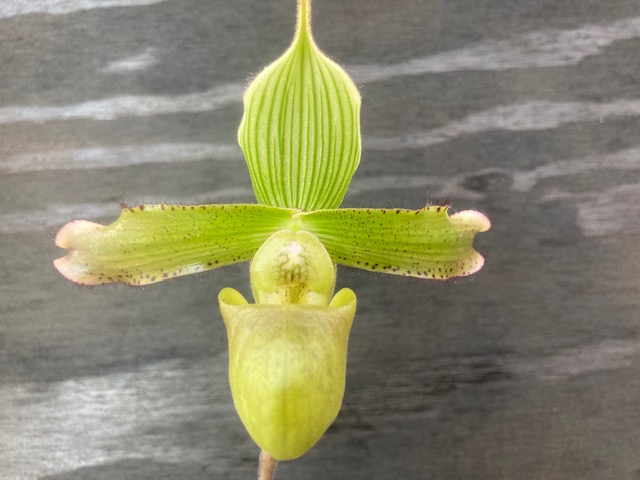 70111 Paphiopedilum javanicum | Lehua Orchids | The Slipper Zone