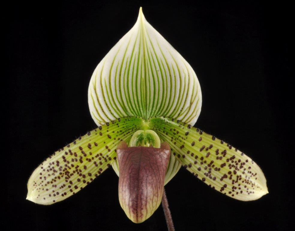 Paphiopedilum Fluttering Fred 'Slipper Zone Gracefully Light' HCC/AOS ...
