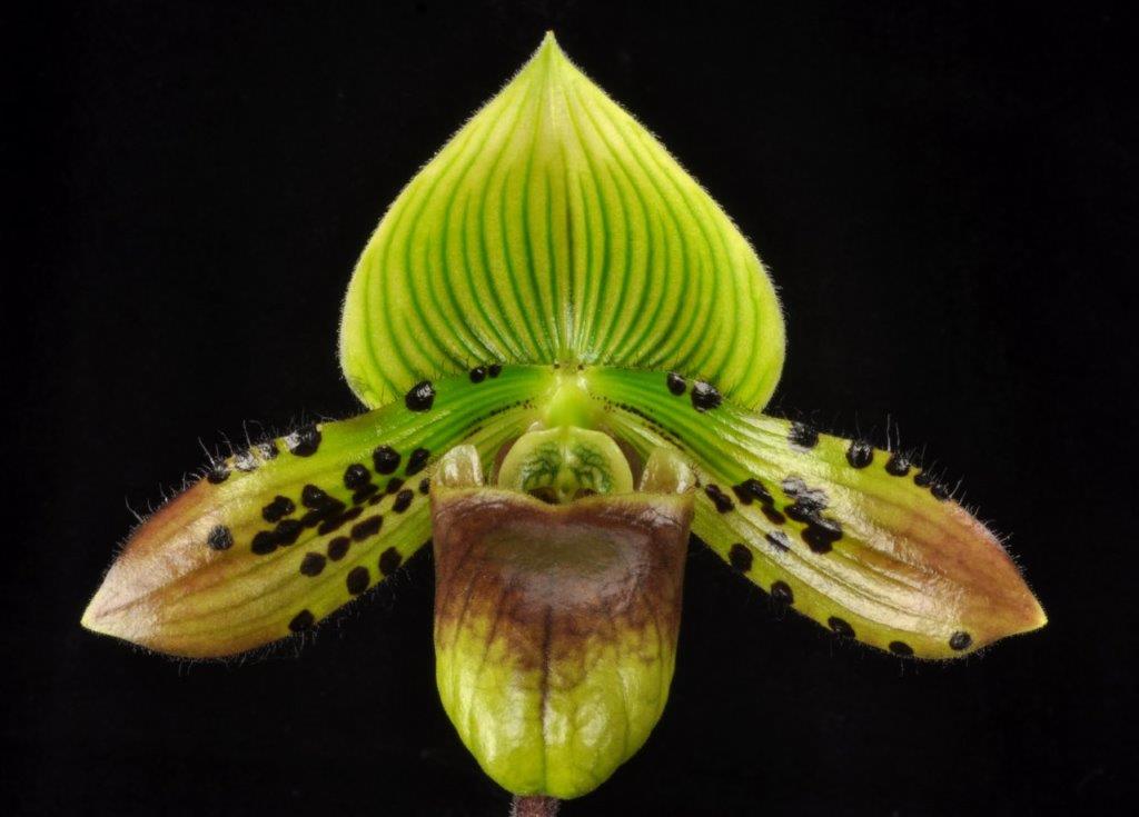 Paphiopedilum Jeweled Venus 'Slipper Zone Stridently' HCC/AOS | Lehua ...