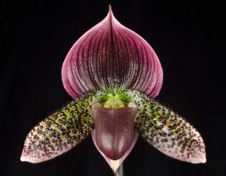 Paphiopedilum Double Wood 'Slipper Zone Tall Red' AM/AOS | Lehua ...