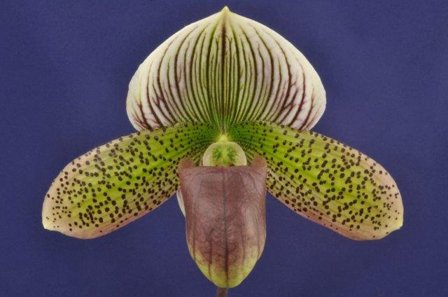 Paphiopedilum Excitingly Fred 'Slipper Zone Spots Galore' AM/AOS ...