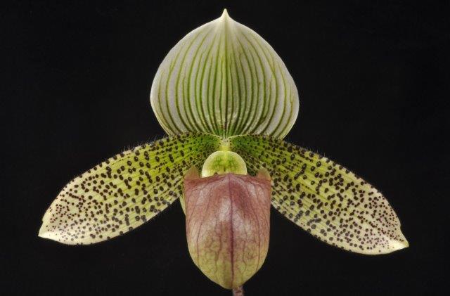 Paphiopedilum Fluttering Fred 'Slipper Zone Form Perfection' AM/AOS ...