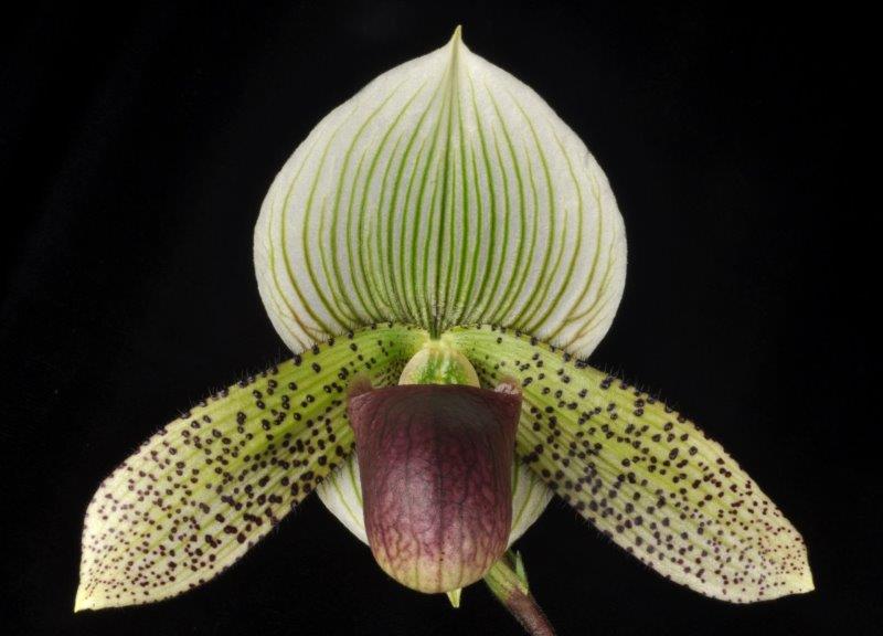 Paphiopedilum Fluttering Fred "Slipper Zone Glowing Joyously' HCC/AOS ...