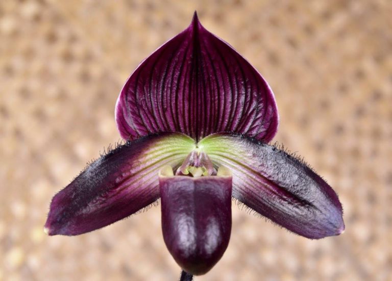 Paphiopedilum Odette's Beguilement AM/AOS | Lehua Orchids | The Slipper ...