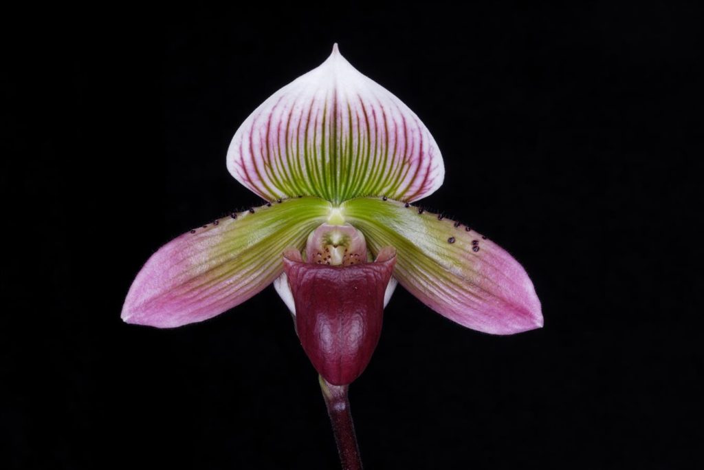 Paphiopedilum President's Lady 'Slipper Zone Leilani' AM/AOS | Lehua ...