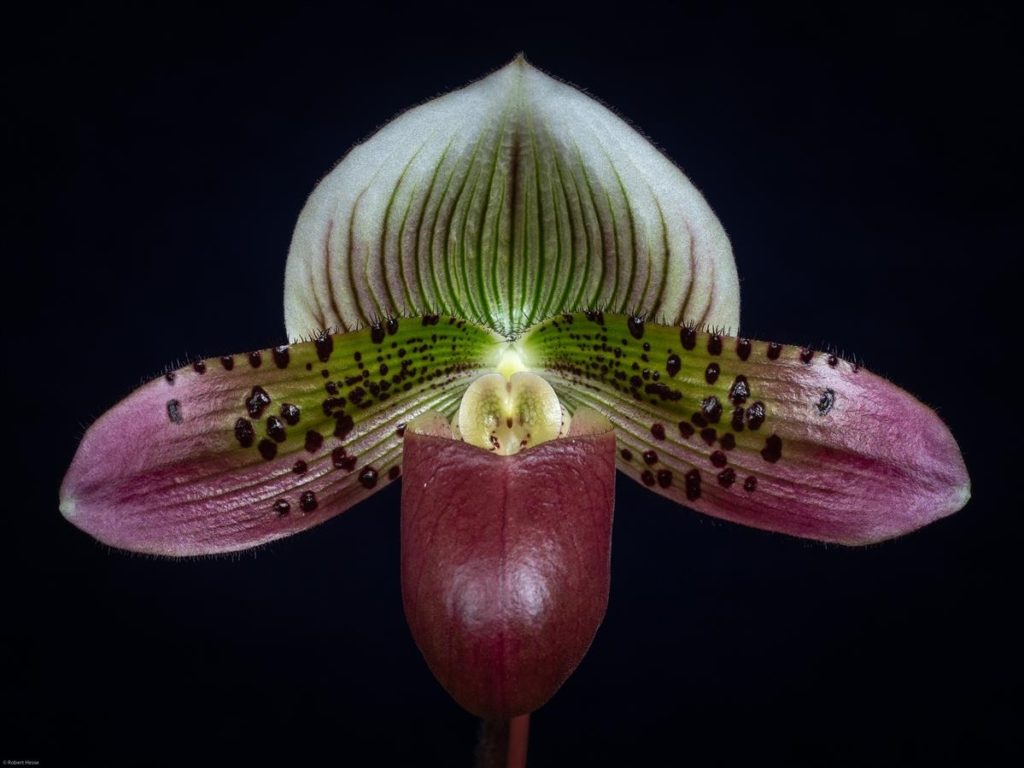 Paphiopedilum Voodoo Jewel 'Slipper Orchid's Bob's Surprise' AM/AOS ...
