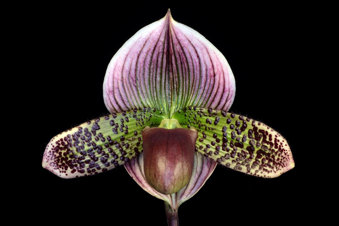 Paphiopedilum Magical Illusion 'Slipper Zone Formidable' AM/AOS | Lehua Orchids | The Slipper Zone