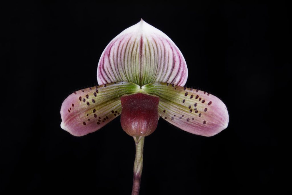 Paphiopedilum Voodoo Fred 'Slipper Zone Dorsal Diva' HCC/AOS | Lehua ...