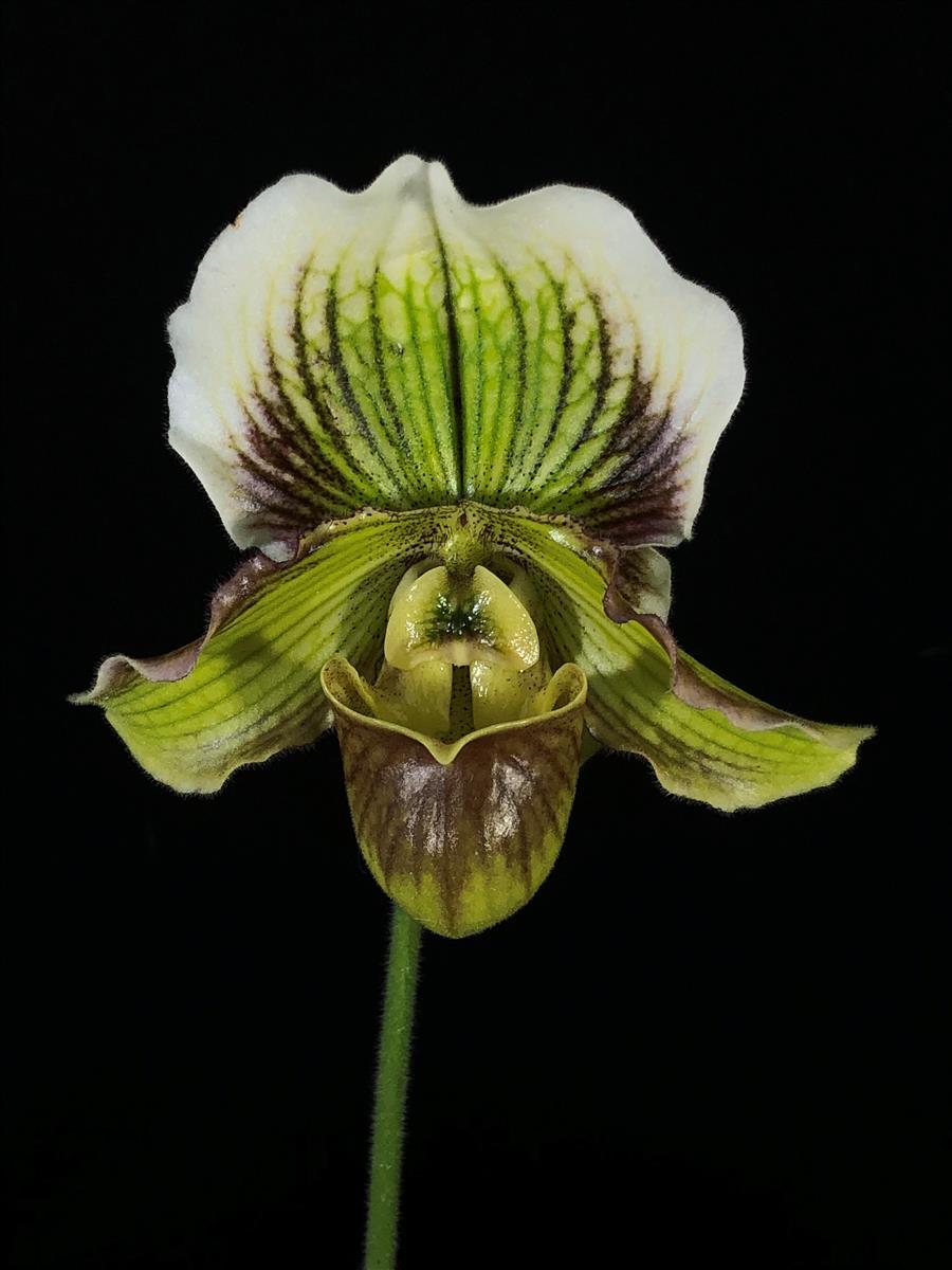 Paphiopedilum Fairre Helen 'Slipper Zone Singing' AM/AOS | Lehua ...