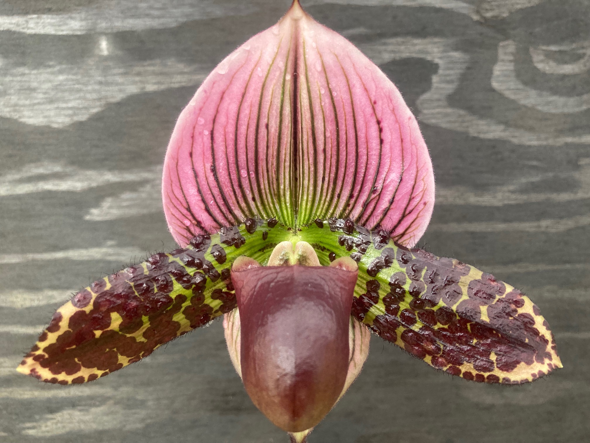 81207 Paphiopedilum Astonishing Lady | Lehua Orchids | The Slipper Zone
