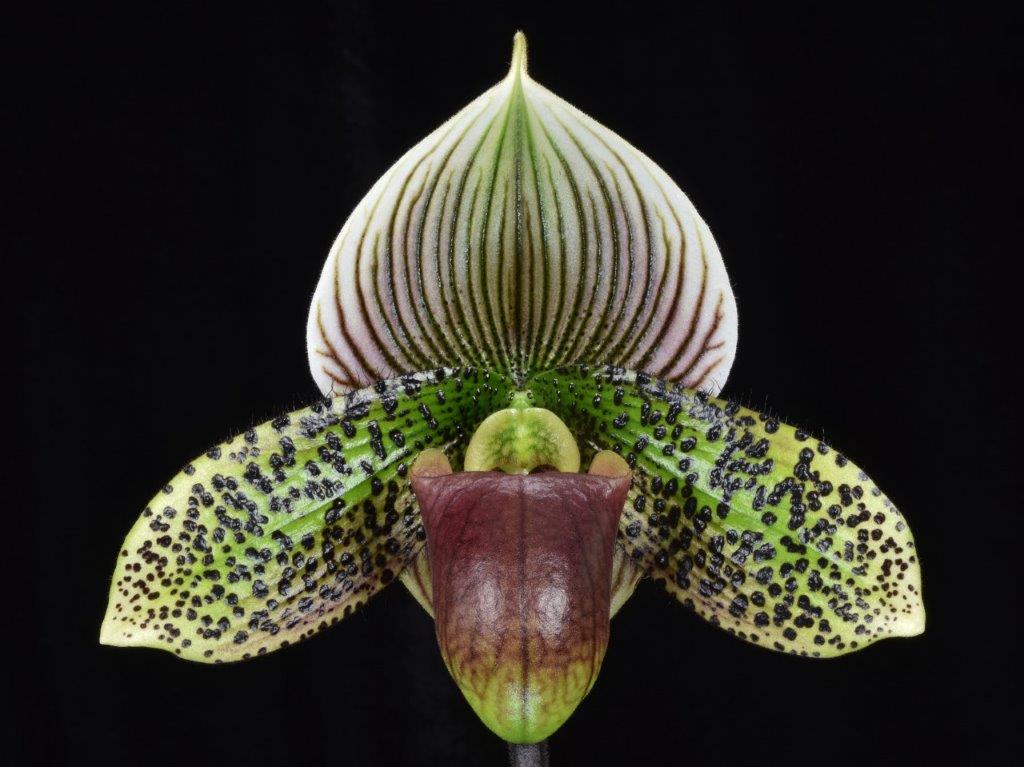 Paphiopedilum Enchanting Pleasure 'Slipper Zone Stridently' AM/AOS ...