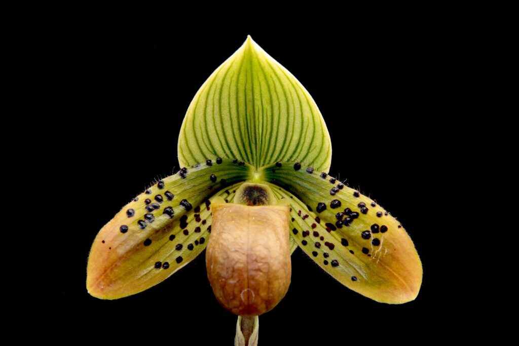 Paphiopedilum | Lehua Orchids | The Slipper Zone