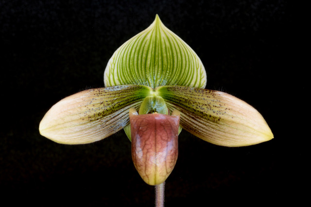 Paphiopedilum | Lehua Orchids | The Slipper Zone