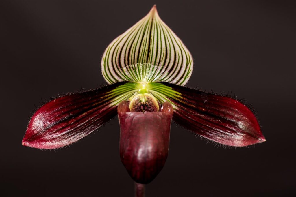 Paphiopedilum | Lehua Orchids | The Slipper Zone