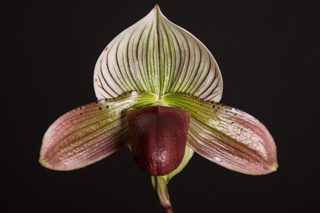 Paphiopedilum | Lehua Orchids | The Slipper Zone