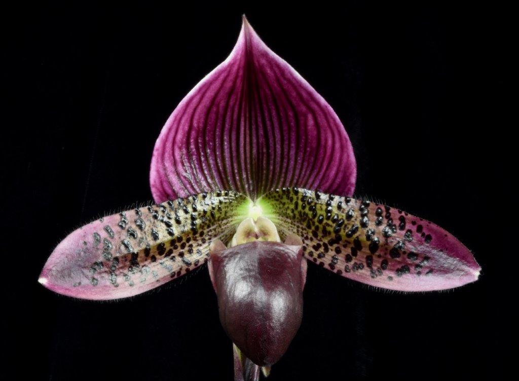 Paphiopedilum Majestic Fred 'Slipper Zone Spot Prominence' HCC/AOS ...