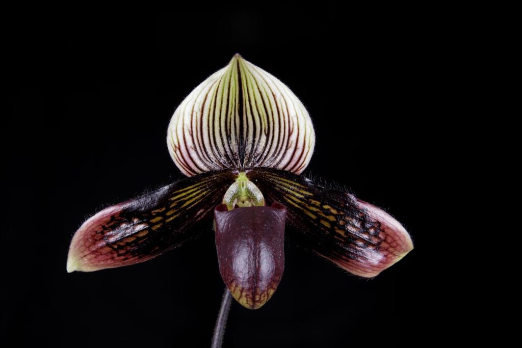 Paphiopedilum | Lehua Orchids | The Slipper Zone