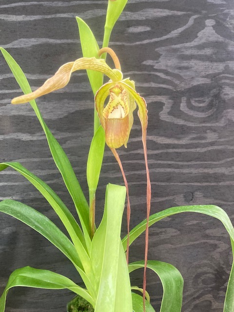 90309 Phragmipedium Devil Fire | Lehua Orchids | The Slipper Zone