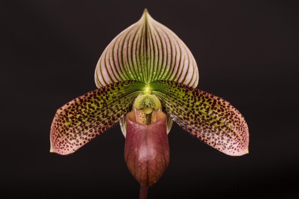 Paphiopedilum | Lehua Orchids | The Slipper Zone