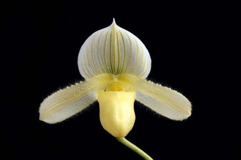 Paphiopedilum | Lehua Orchids | The Slipper Zone
