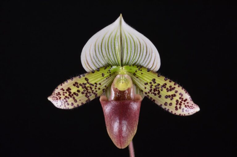 Paphiopedilum | Lehua Orchids | The Slipper Zone