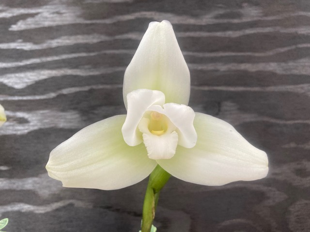 70903 Lycaste Athanasia Dancing | Lehua Orchids | The Slipper Zone