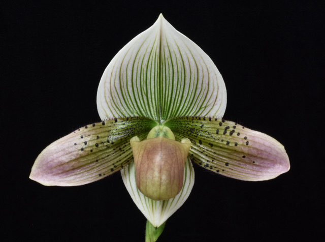 90307 Paphiopedilum Petula's Wood | Lehua Orchids | The Slipper Zone