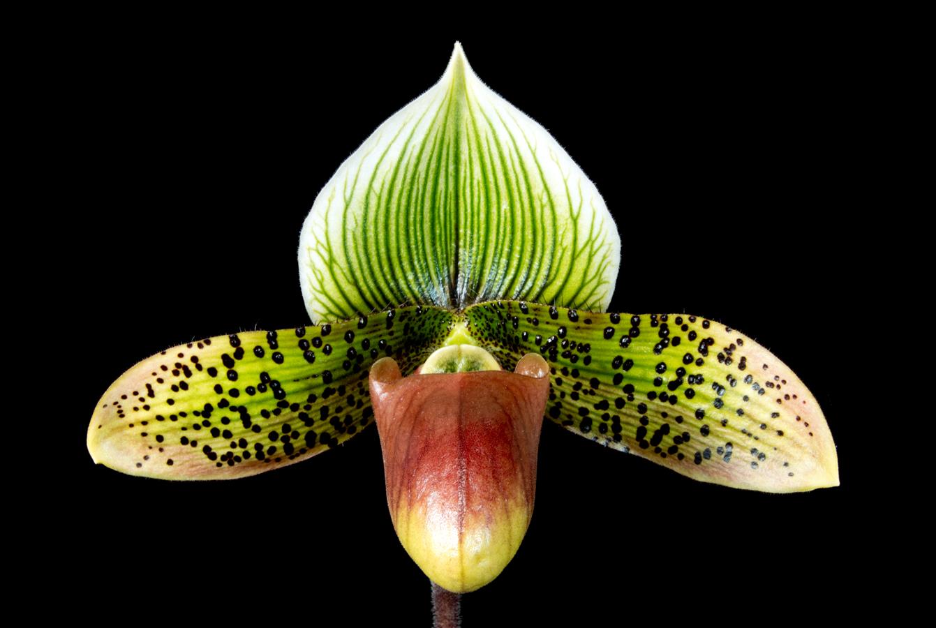 Paphiopedilum Lune Francais 'Slipper Zone Full Moon' AM/AOS | Lehua Orchids | The Slipper Zone