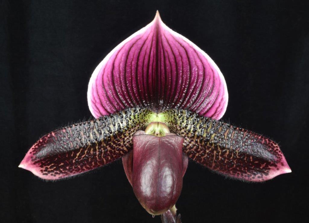 Paphiopedilum Magically Fred 'Slipper Zone First Class' AM/AOS | Lehua ...