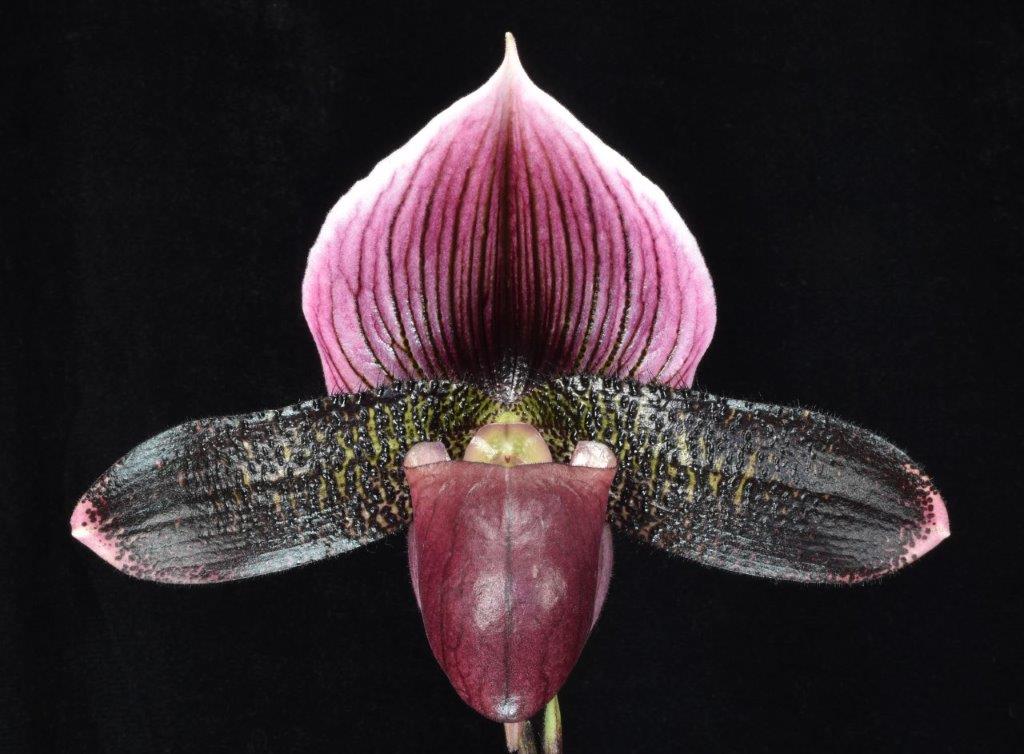 Paphiopedilum Magically Fred 'Slipper Zone Happy Hazy' AM/AOS | Lehua ...