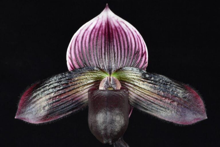 Paphiopedilum | Lehua Orchids | The Slipper Zone