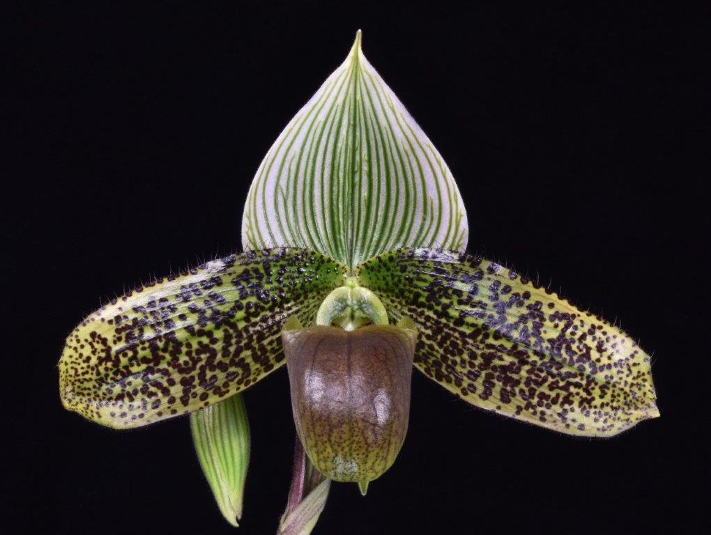 Paphiopedilum Enchanting Knight 'Slipper Zone That's Better' AM/AOS | Lehua Orchids | The ...