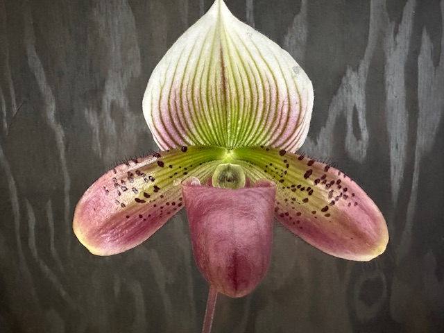 00805 Paphiopedilum Fred's Peacock | Lehua Orchids | The Slipper Zone