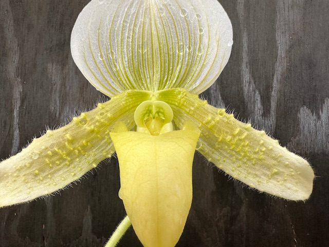 01004 Paphiopedilum Hawaiian Snow | Lehua Orchids | The Slipper Zone