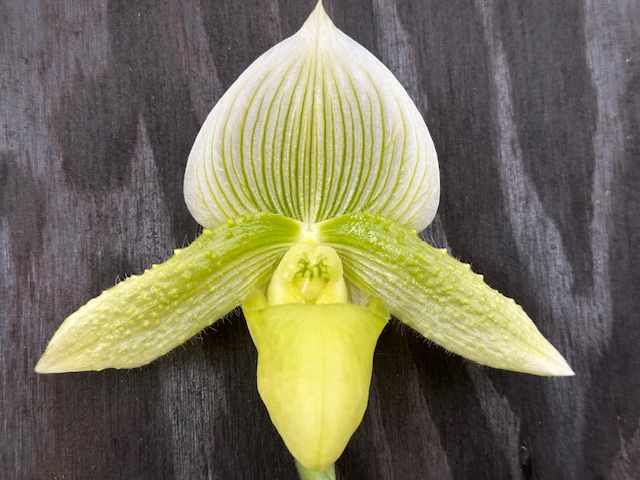 01005 Paphiopedilum Hawaiian Spring Snow | Lehua Orchids | The Slipper Zone