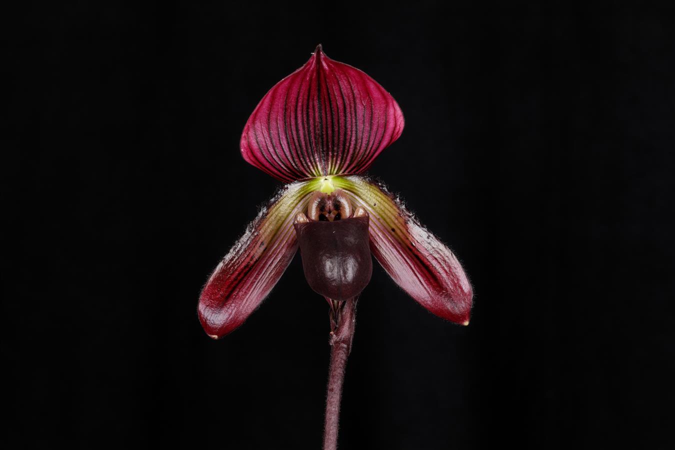 Paphiopedilum | Lehua Orchids | The Slipper Zone