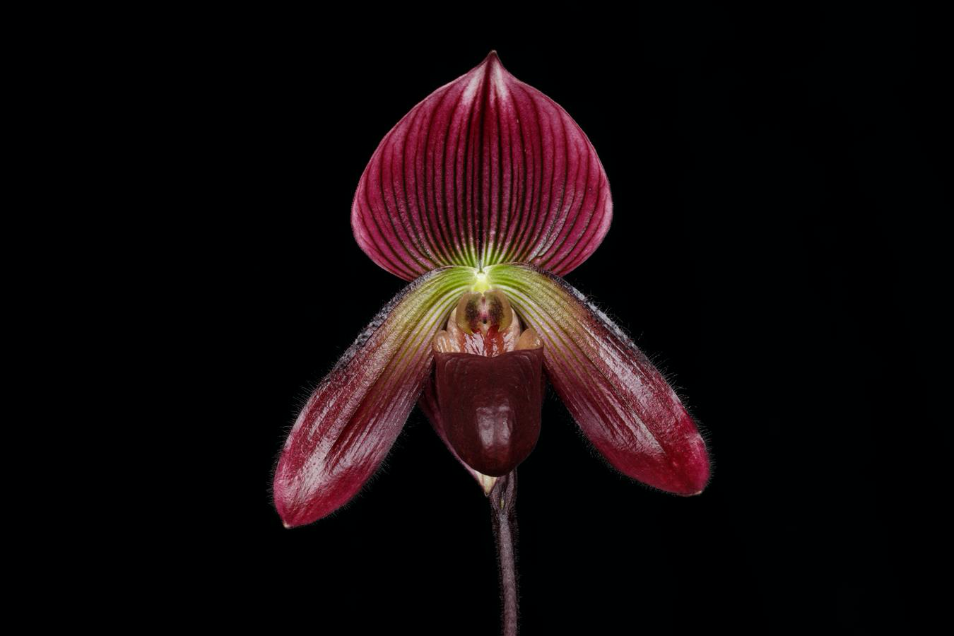 Awards | Lehua Orchids | The Slipper Zone