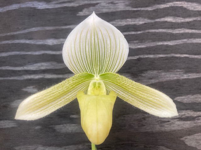 00913 Paphiopedilum Oriental White | Lehua Orchids | The Slipper Zone